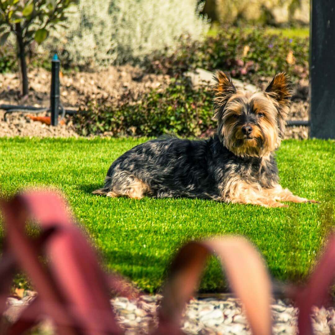 Synthetic Artificial Grass Christchurch, NZ - Astroturf - SmartGrass